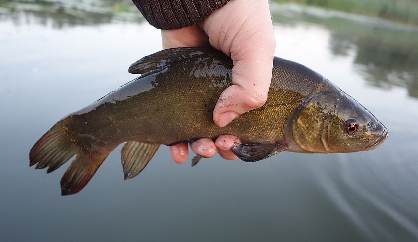 Braconaj piscicol pe râul Siret