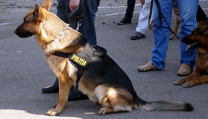 Trei cîini poliţişti îşi caută stăpîni civili