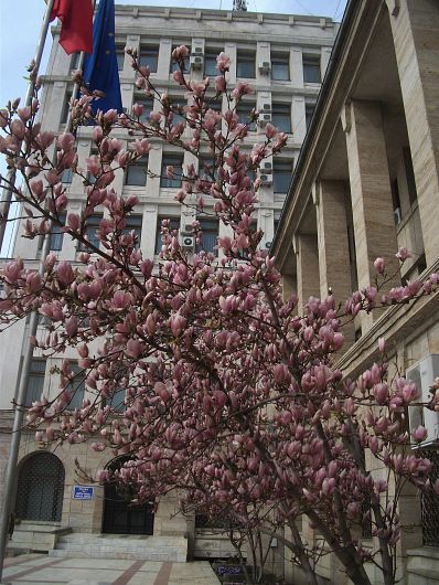 Au înflorit magnoliile din centrul Focşaniului