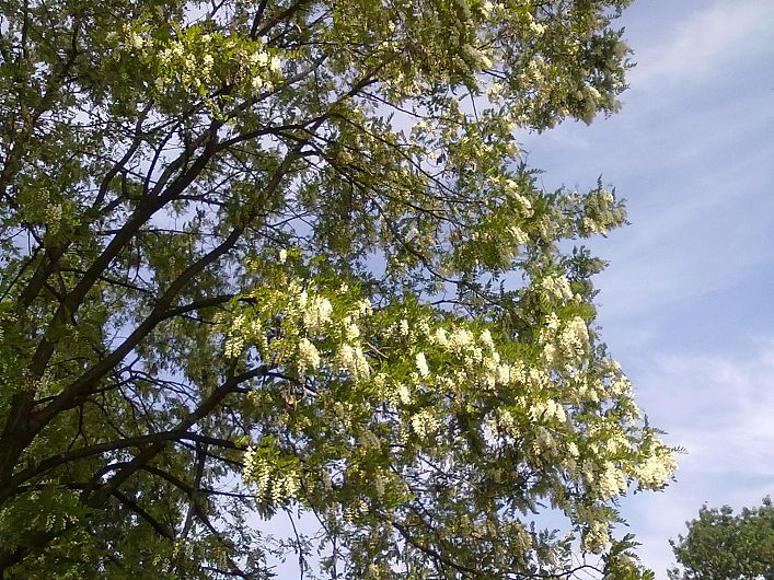 O tanără s-a spanzurat între salcamii înfloriţi de la marginea ...
