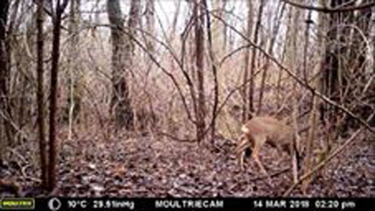 Bursuci, căprioare, un șacal și un mistreț cu ”moștenitor ...