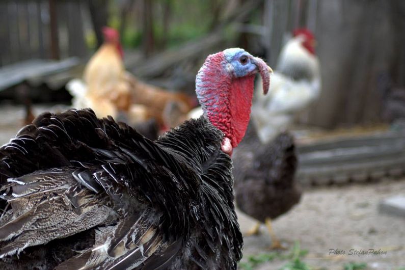 Povestea tulburătoare a unui curcan care și-a pierdut consoarta!