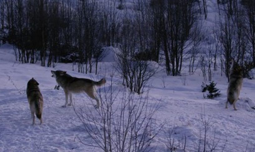 VIDEO | Haită de lupi din Parcul Natural Putna Vrancea, surprinsă în ...