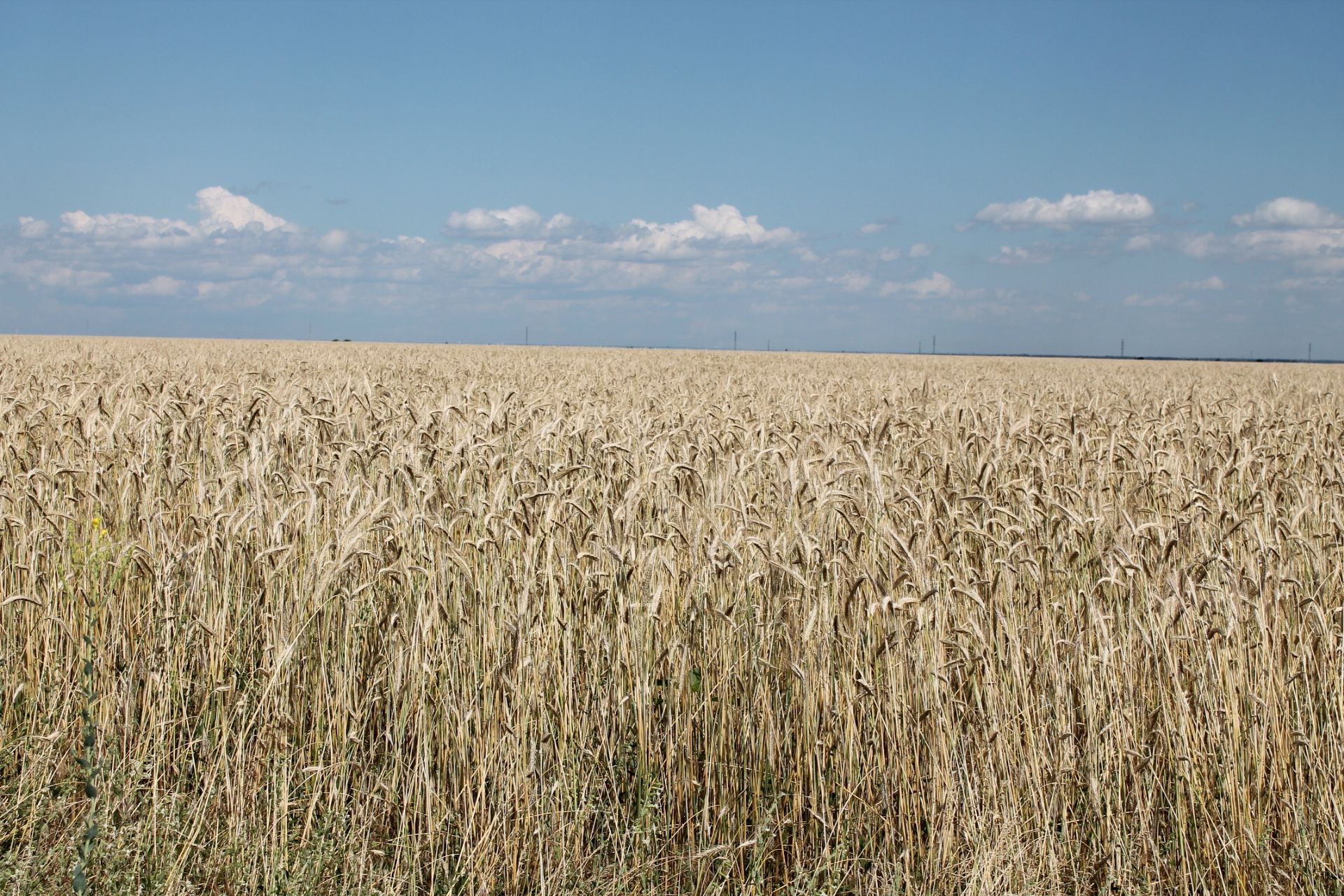 Producţia de grau ar putea fi mai mică decat anul trecut