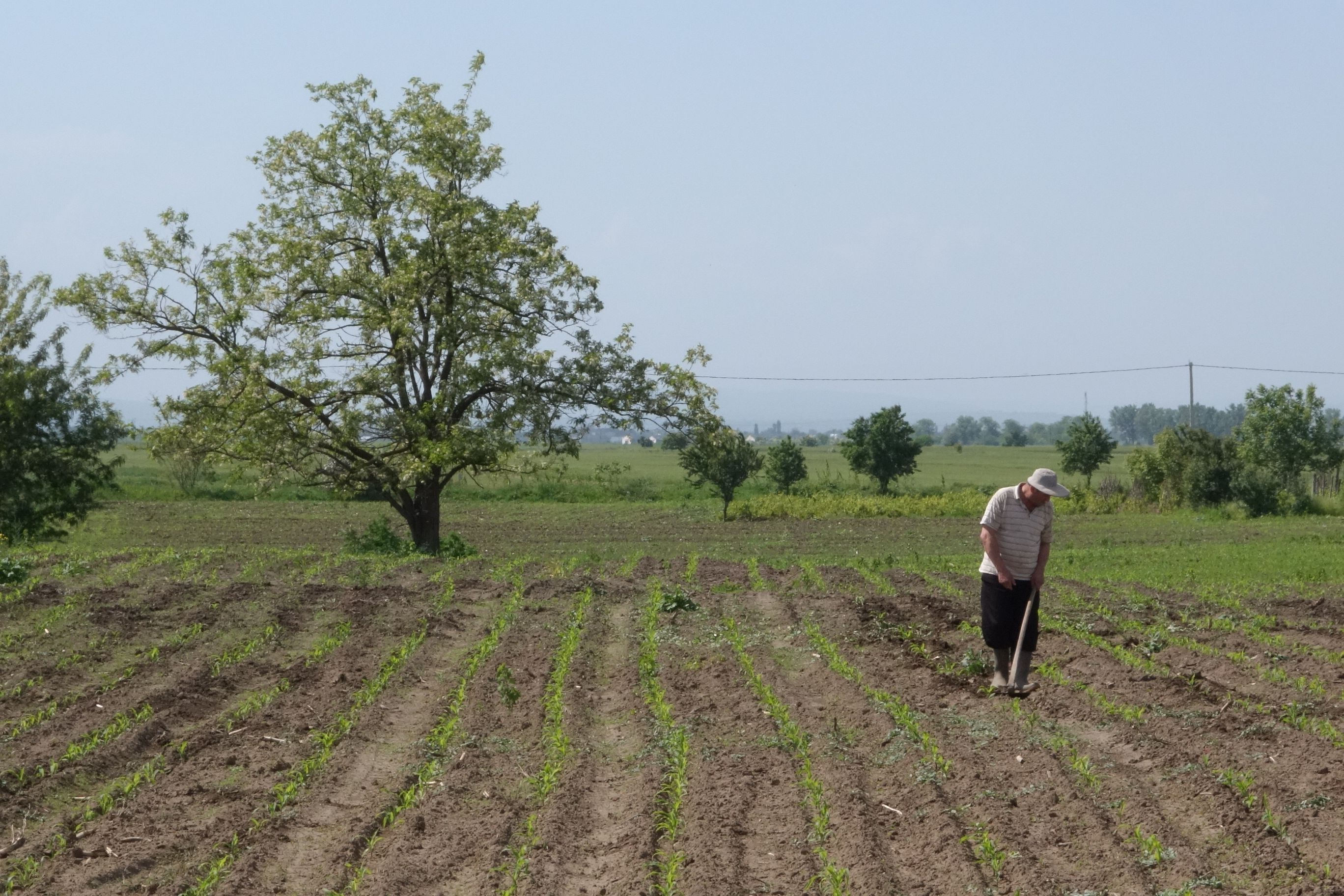 138 de terenuri agricole se vand prin noua lege