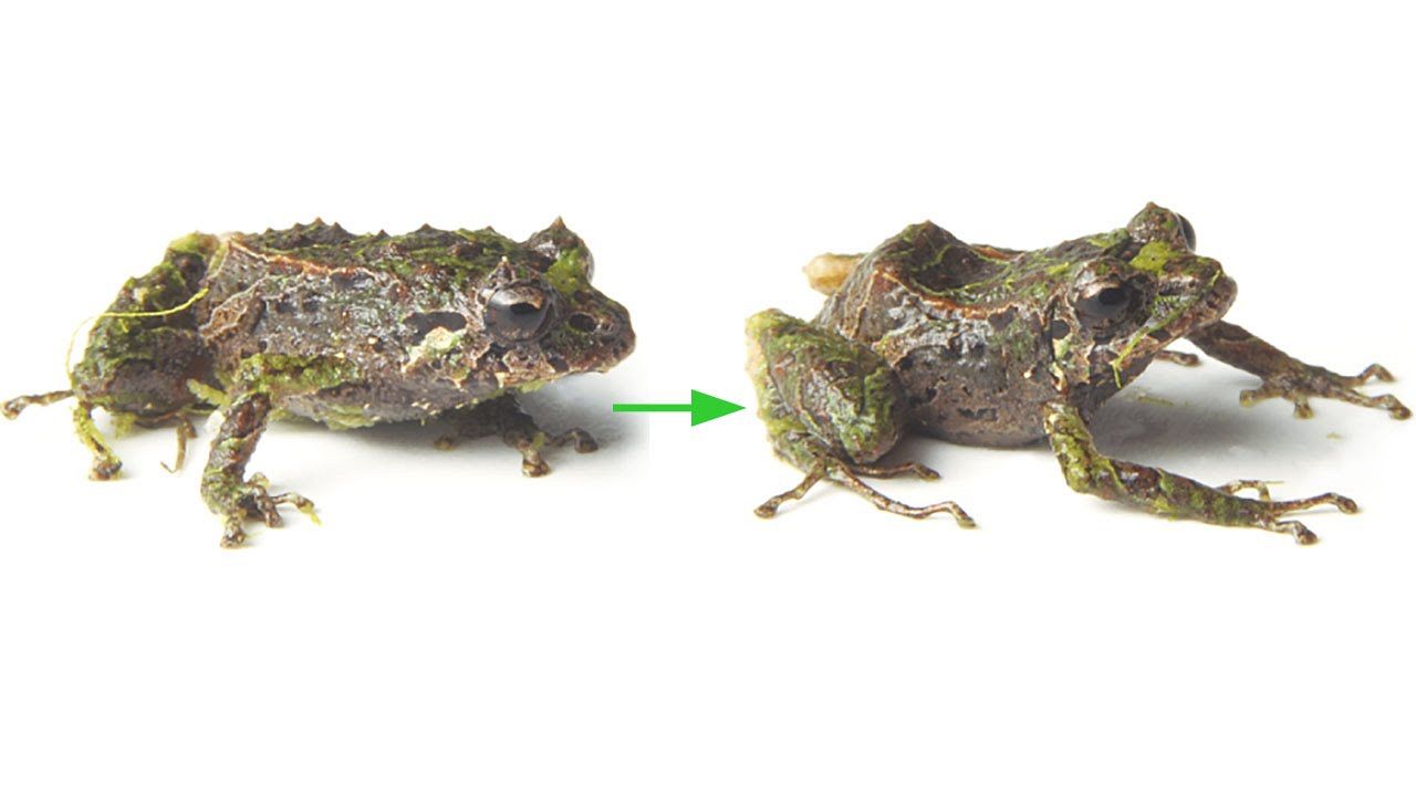 O broscuţă "Transformers", descoperită în jungla din Ecuador