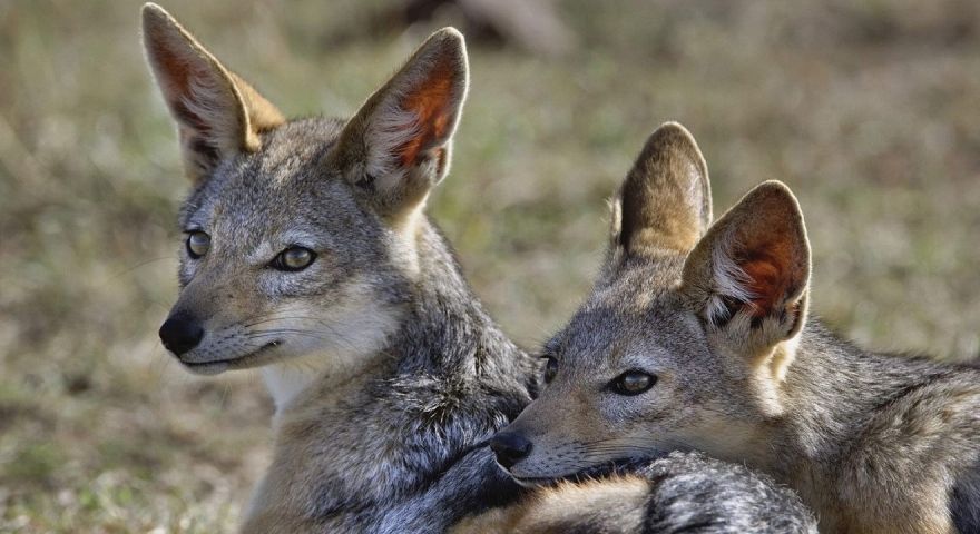 Şacalul auriu şi-a făcut apariţia şi în Vrancea!
