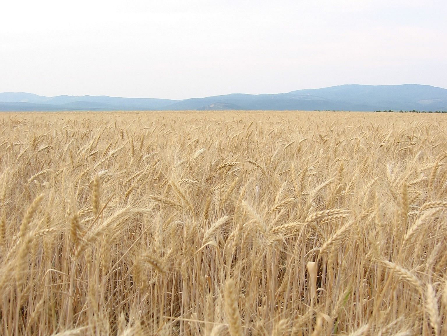 Arenda se calculează la preţul de 0,7 lei/kg grau