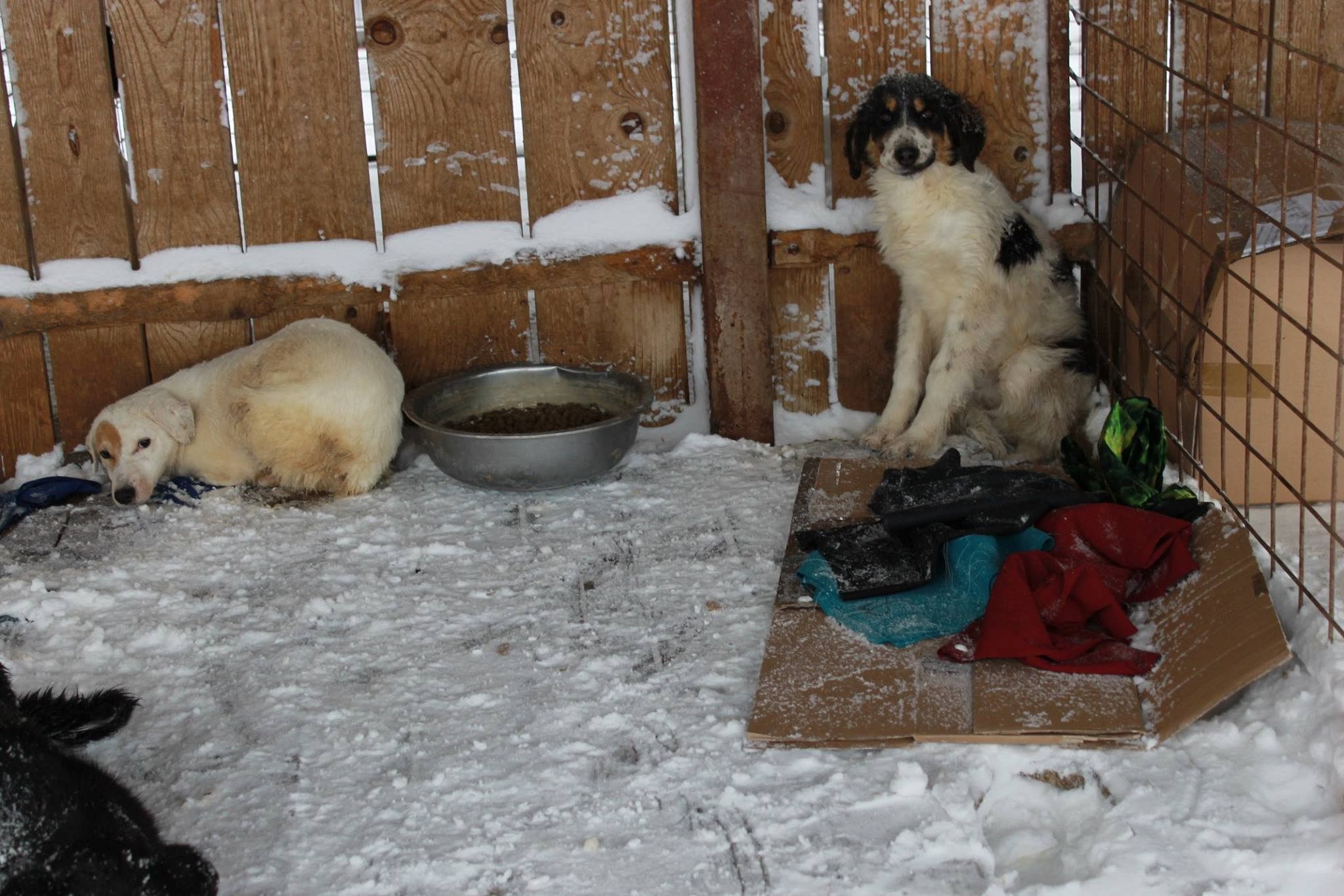 VIDEO-Scandal la Padocul- adăpost de caini comunitari al Primăriei Focşani