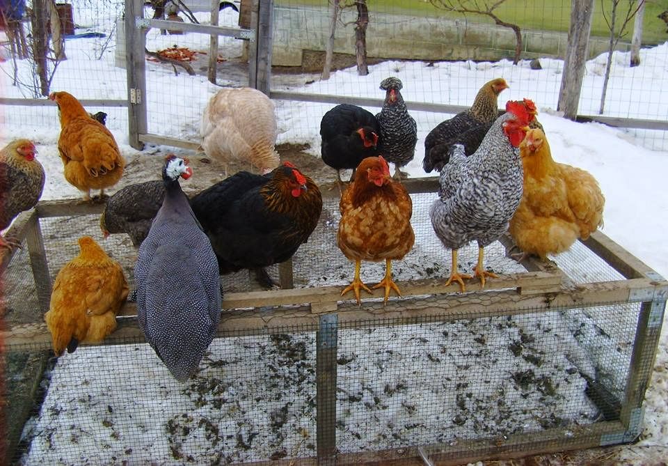 Alertă de gripă aviară. Ce obligaţii au deţinătorii de păsări