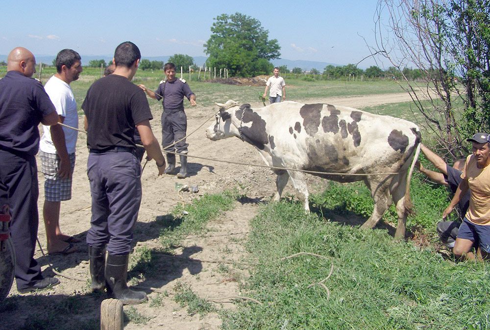 VIDEO!!!Văcuţa lui Peşterău a căzut de la 7 metri înălţime în raul Putna