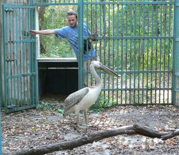 (Video!!!) Pelicanul Paul, hrănit cu peşte cumpărat de la piaţă