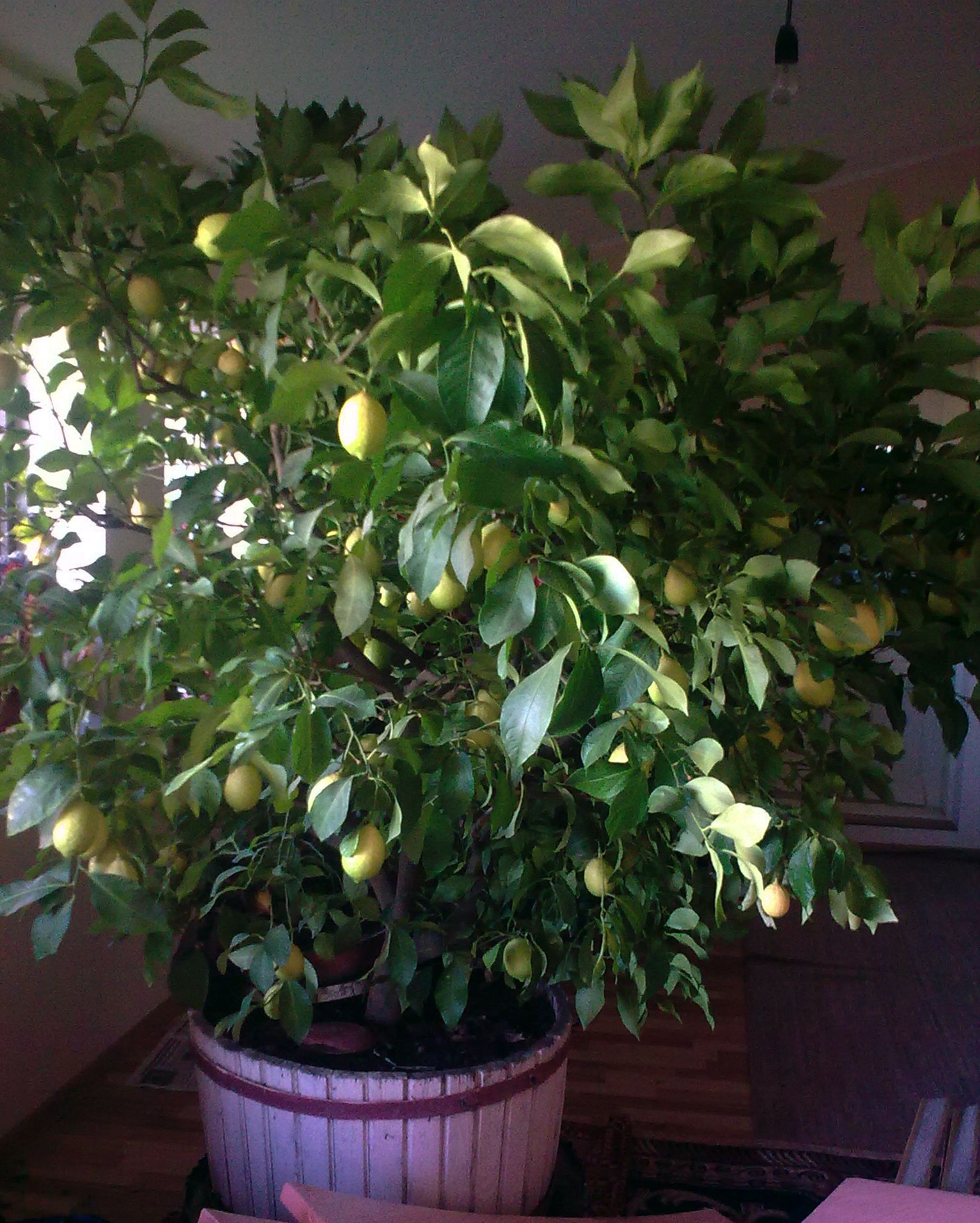 Un lămai de la Jariştea a rodit peste 200 de fructe