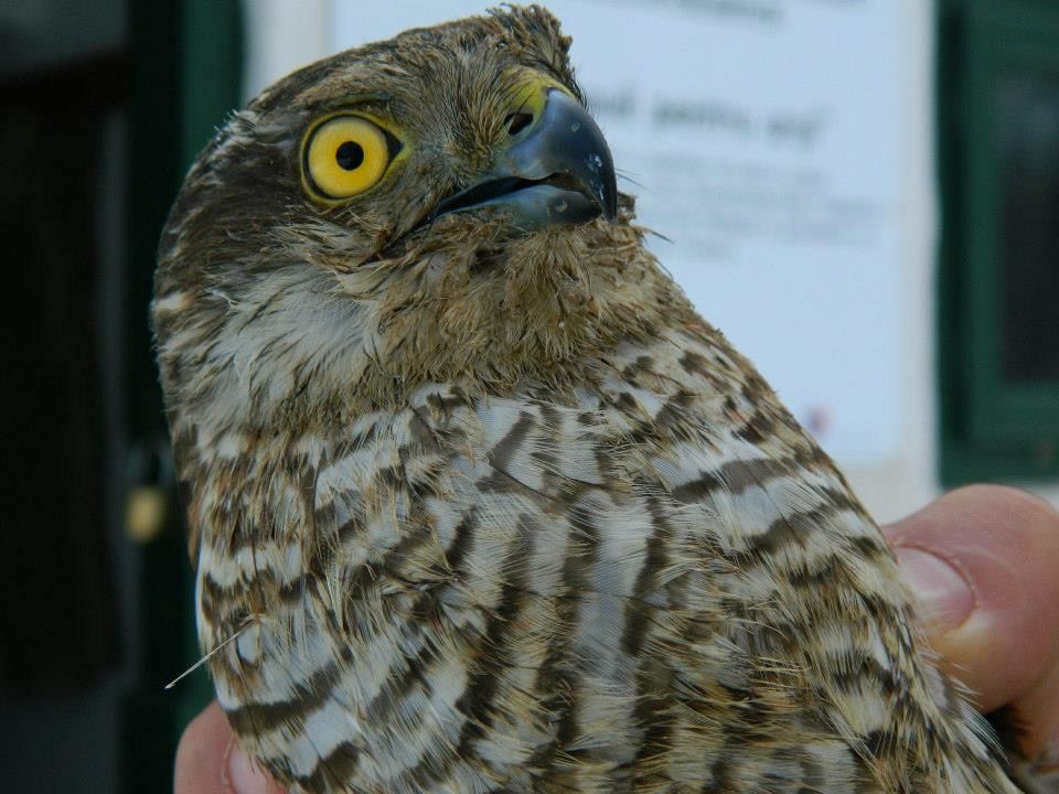 Uliul Jackie, salvat, hrănit şi eliberat în crangul Petreşti