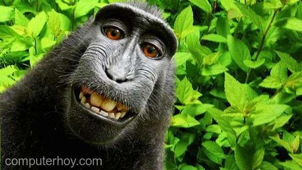 Înfrângere istorică pentru maimuțe: Un om a învins un macac în instanță