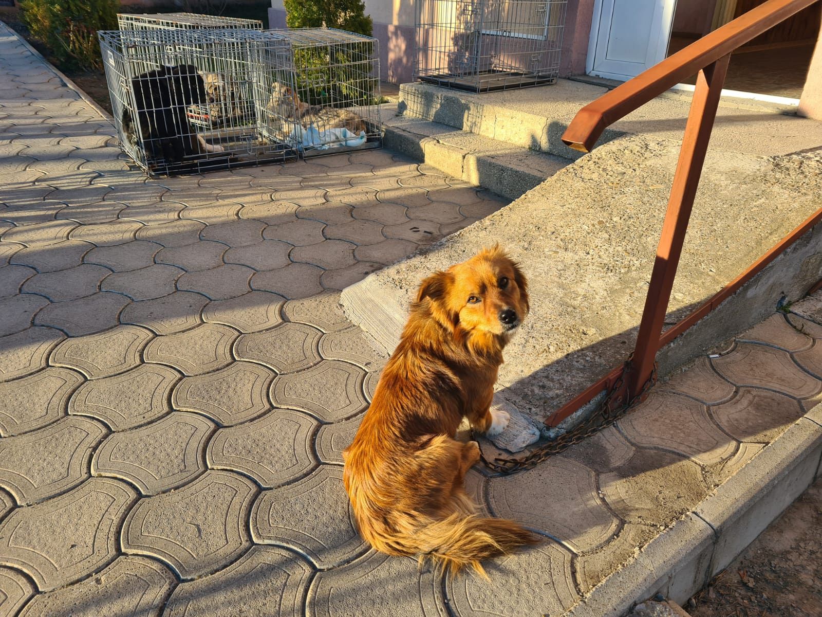 Atenție la samsarii de pe internet: Recomandări pentru iubitorii de ...