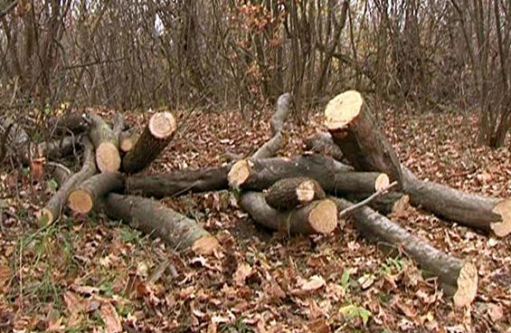 Dosar penal pentru un bărbat din Jariștea, prins în timp ce tăia arbori ...
