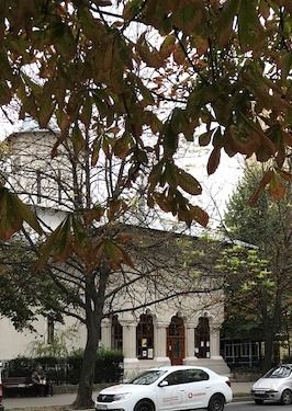 Castan inflorit in octombrie la Focşani