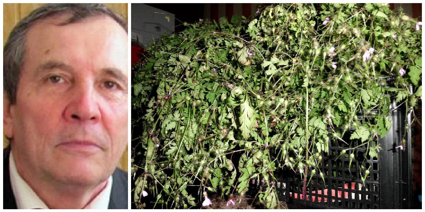 Farmacia verde a profesorului odobeștean Vasile Tarciniu: Astăzi despre ...