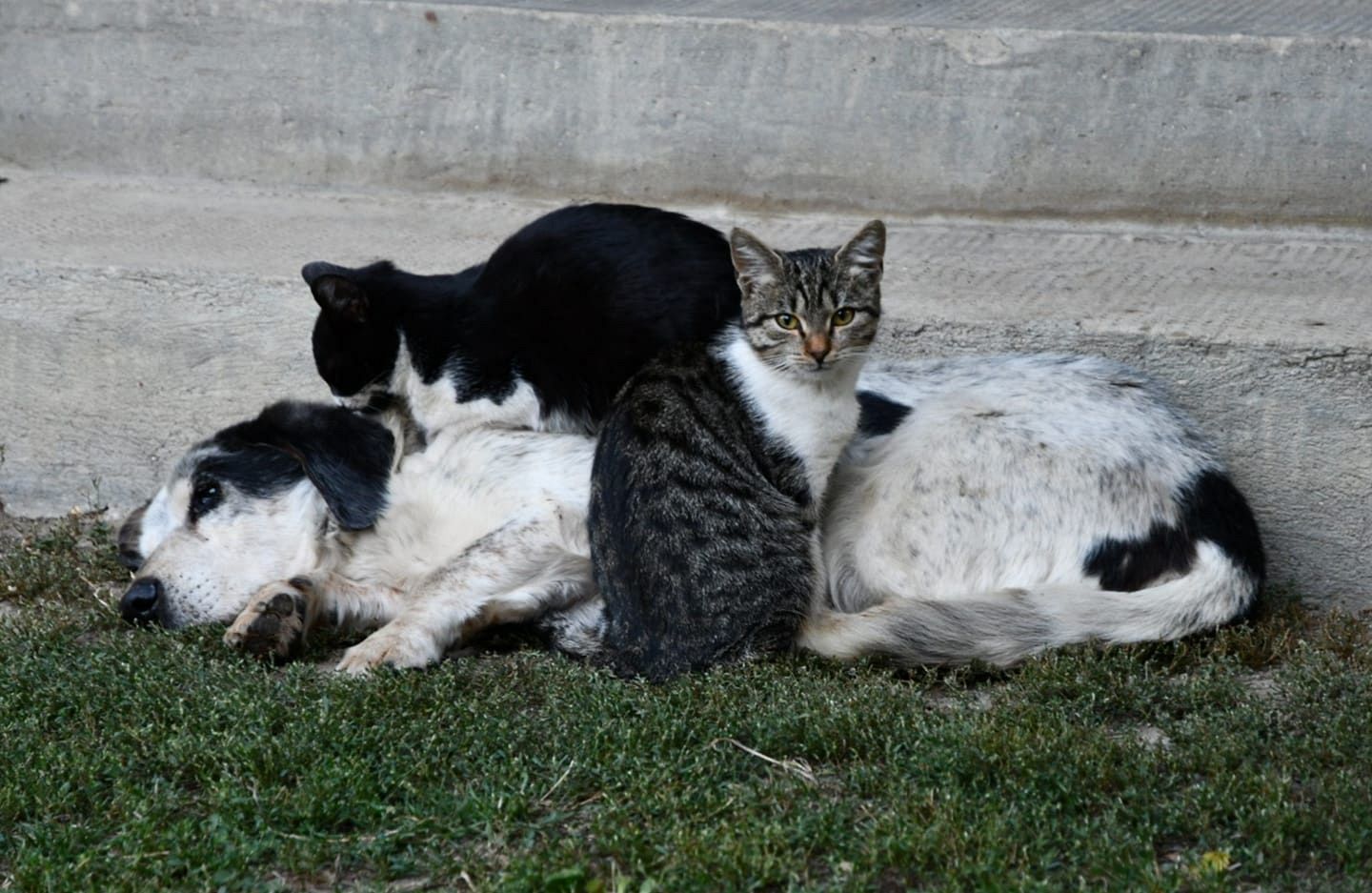 Faza zilei | Cățelul Tobi vedeta pensiunii „Vița de vie” din Sărata ...