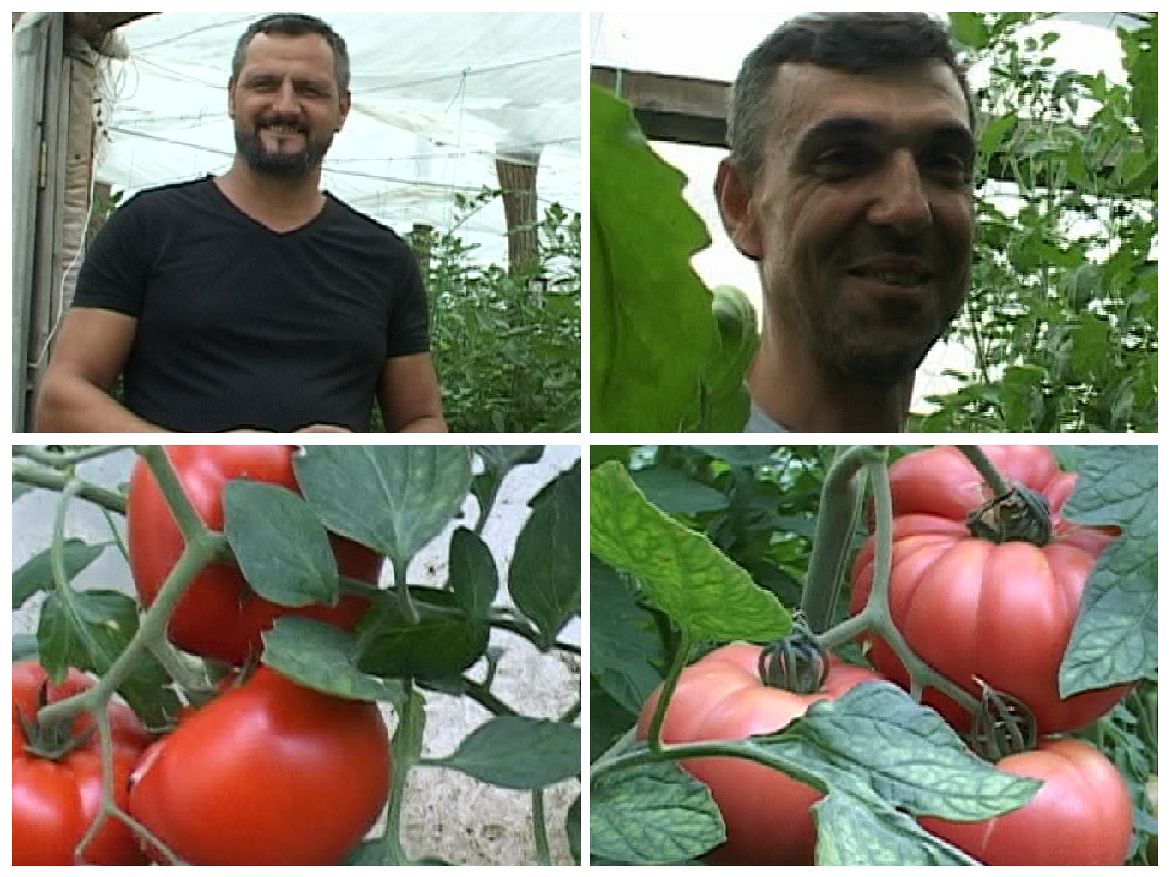 Foto | Legumicultori de top din Vrancea şi roşiile lor naturale cu gust ...