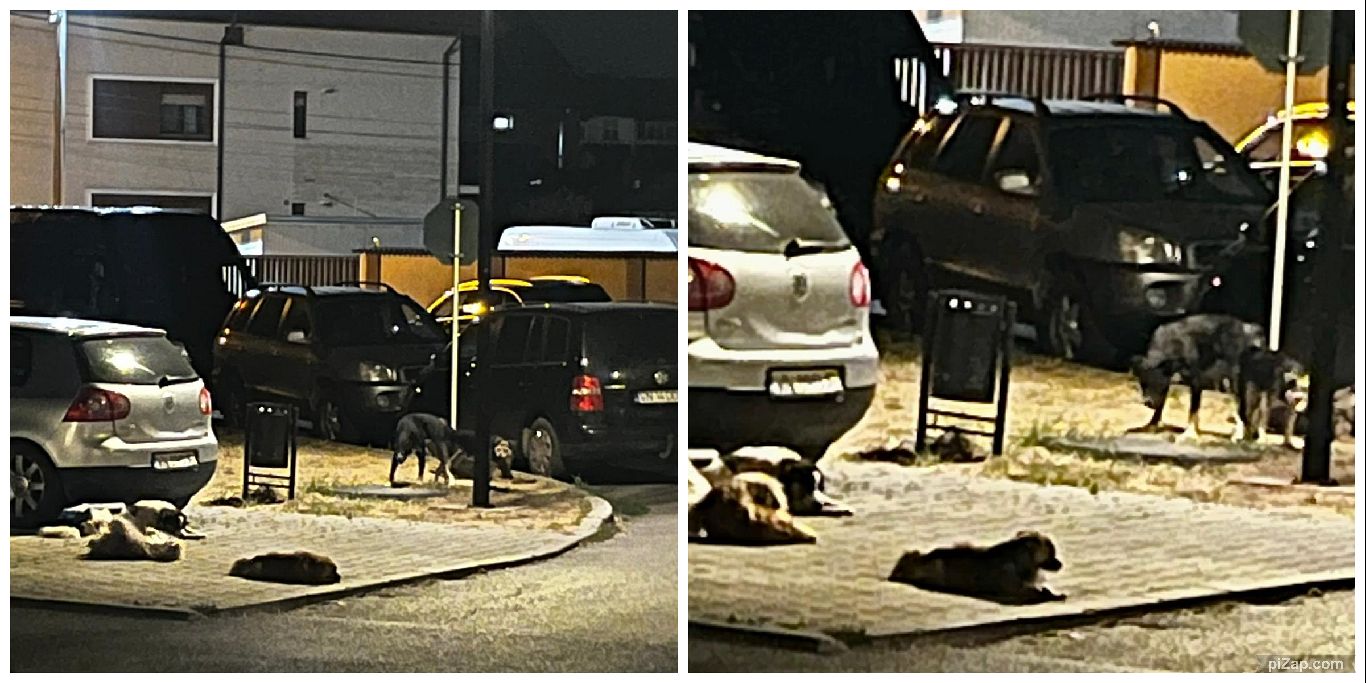 Foto | Locuitorii din Strada Panduri din Focșani, terorizați de o haită ...