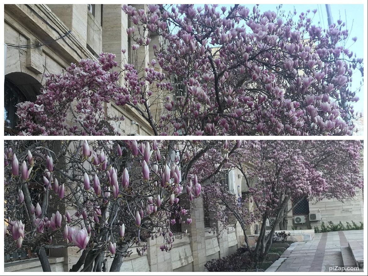 Fotografia Zilei: Au înflorit magnolia de la Prefectura Vrancea și ...