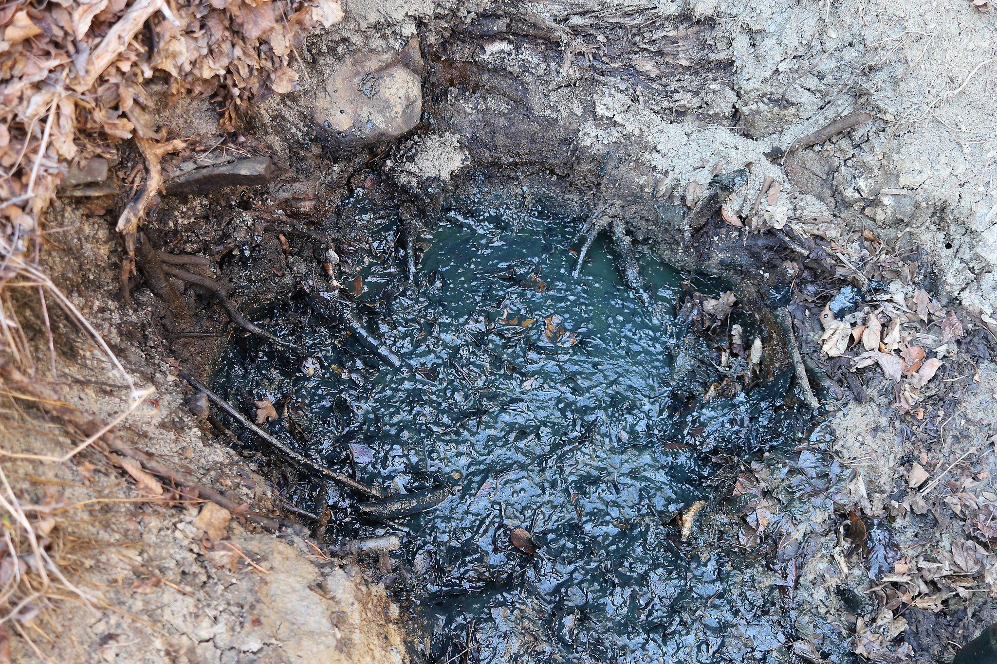 Fotografia zilei: Vână de păcură (petrol) pe Dealu Sării în comuna ...