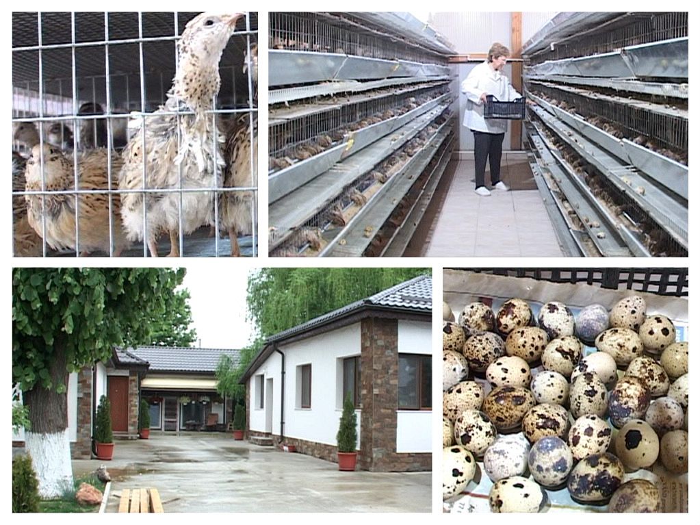 Galerie foto | Micro-fermă de prepelițe la Suraia