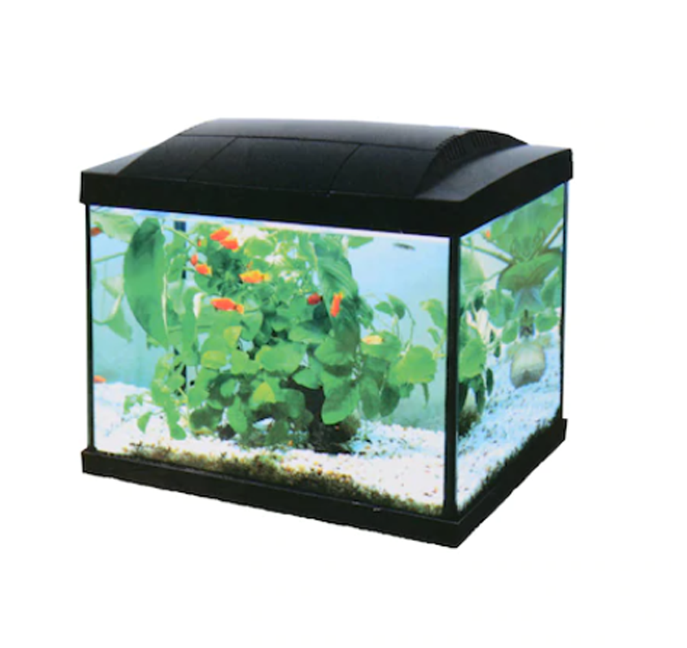 Iată ce trebuie să știi înainte de a achiziționa un acvariu cu pești de ...