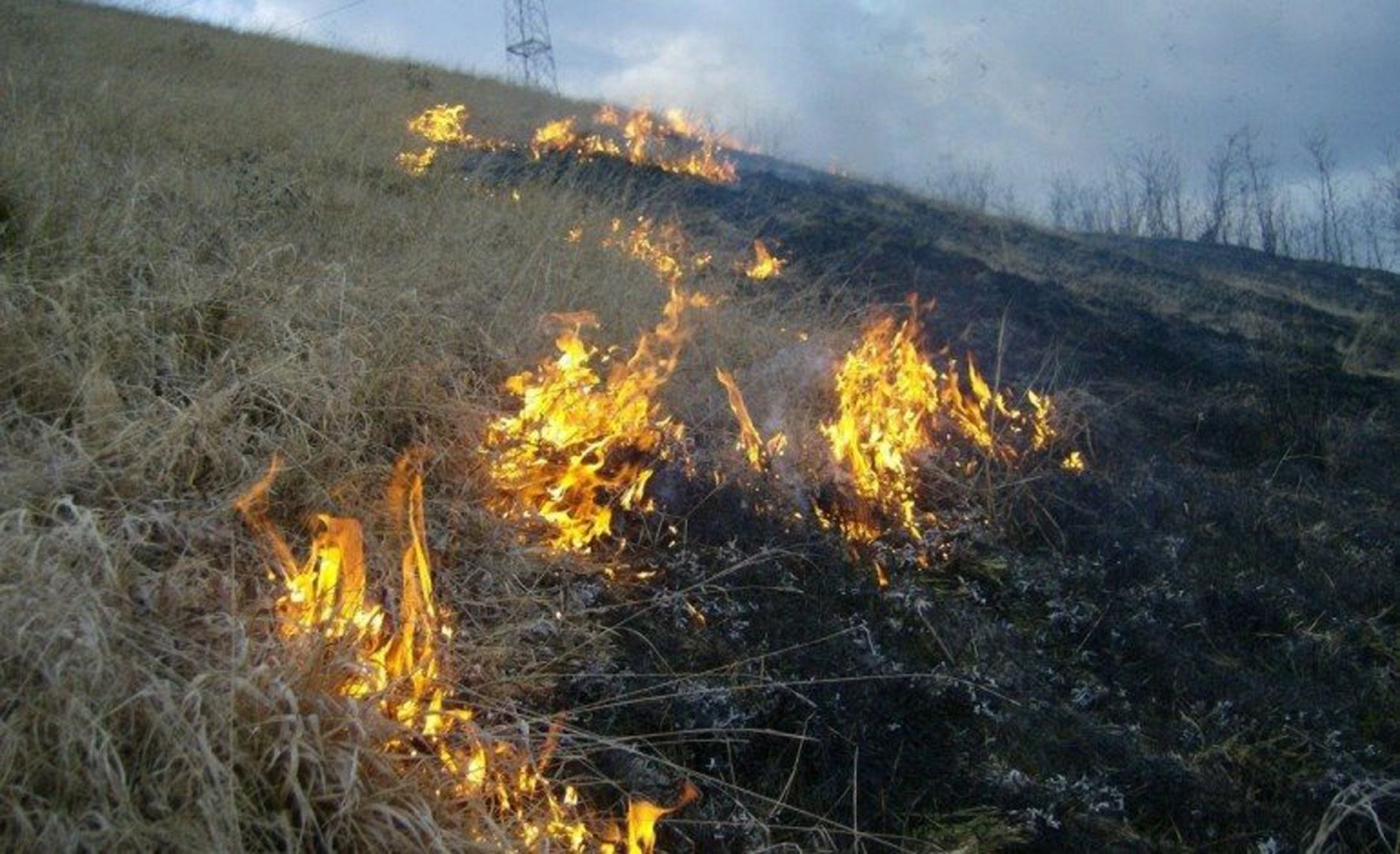 Incendiu de pădure la Năruja