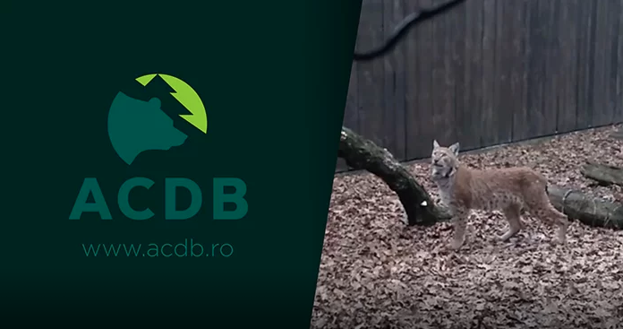 „Isprăvile ” râsului Goru provenit din Munții Vrancei, zona Greşu, în ...