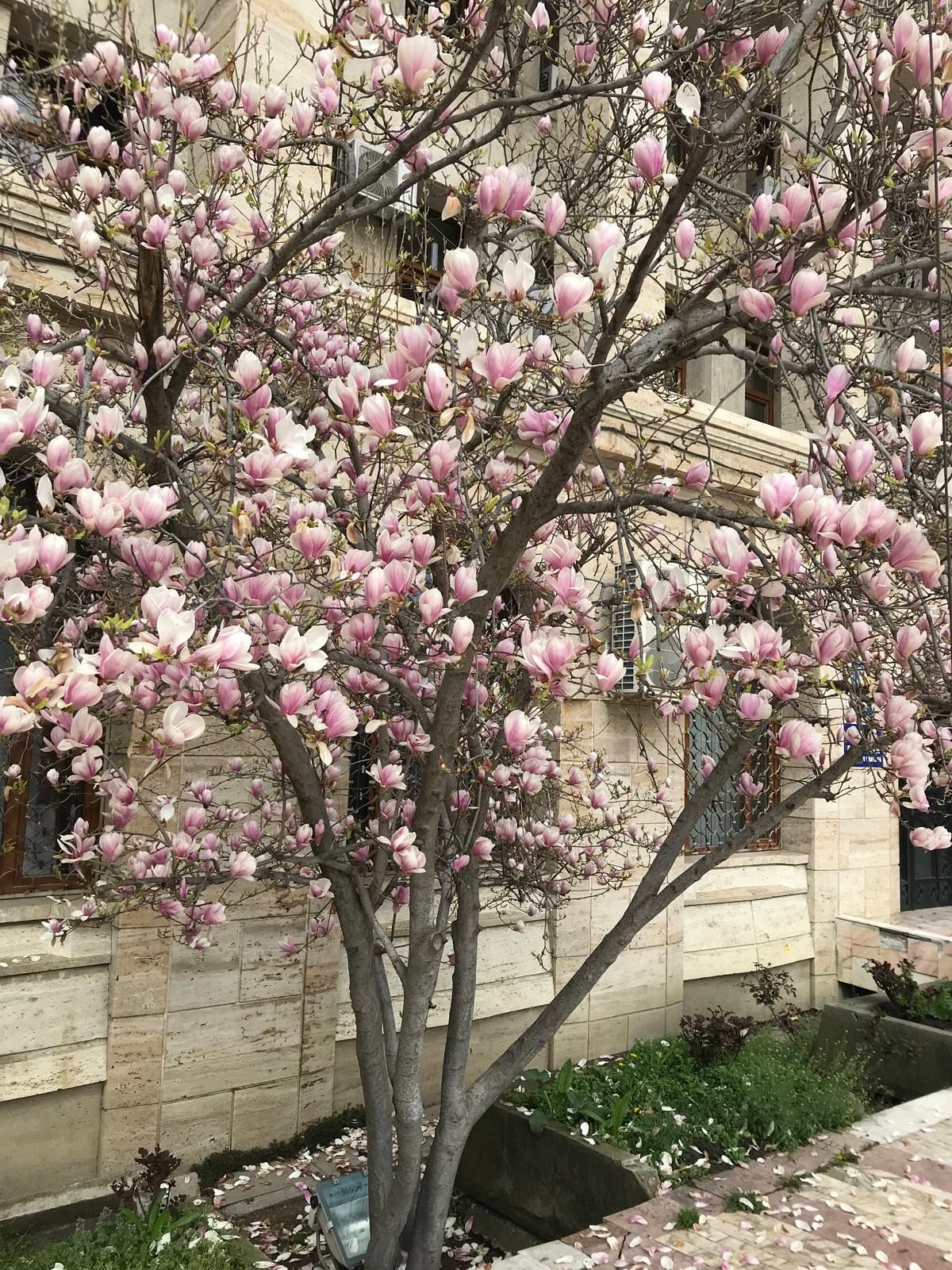 Fotografia zilei: „Un copac cu flori” | Magnolia de la Prefectura ...