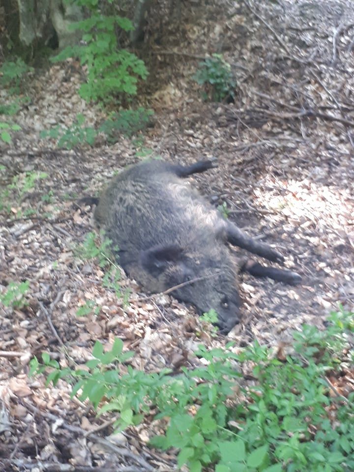 Nou caz de Pestă Porcină Africană, confirmat la un cadavru porc mistreț ...