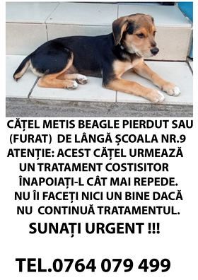 Cățel metis Beagle pierdut sau furat de lângă Școala 9 Focșani ...