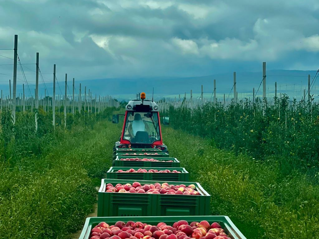 Programul Tomata 2025 pentru vrânceni. Fermierii primesc bani de la ...