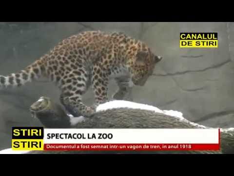 Spectacol la Zoo: doi pui de leopard se bucură în premieră de fulgii de ...
