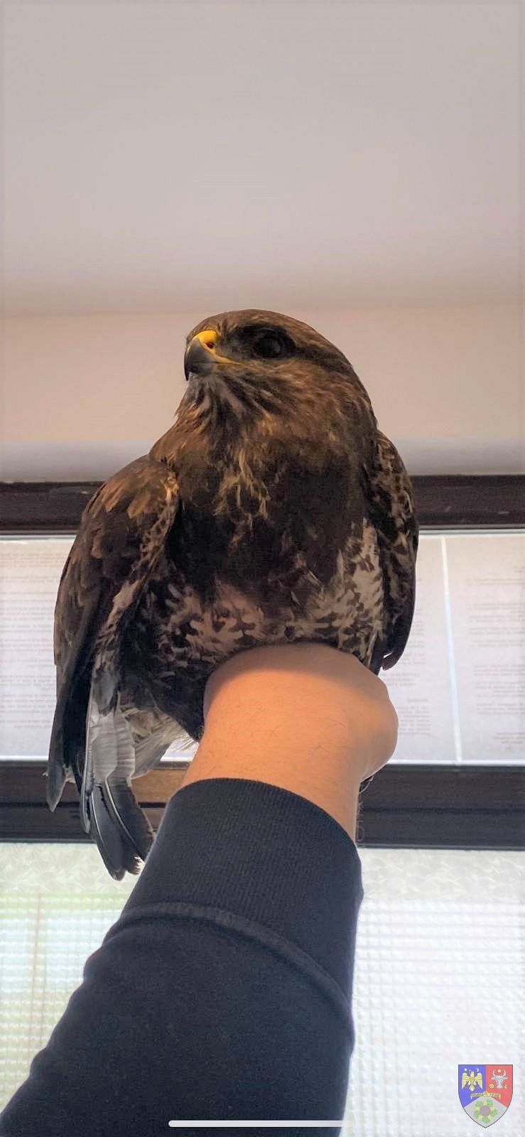 Un uliu șoricar rănit a fost descoperit în Crângul Petrești și este ...