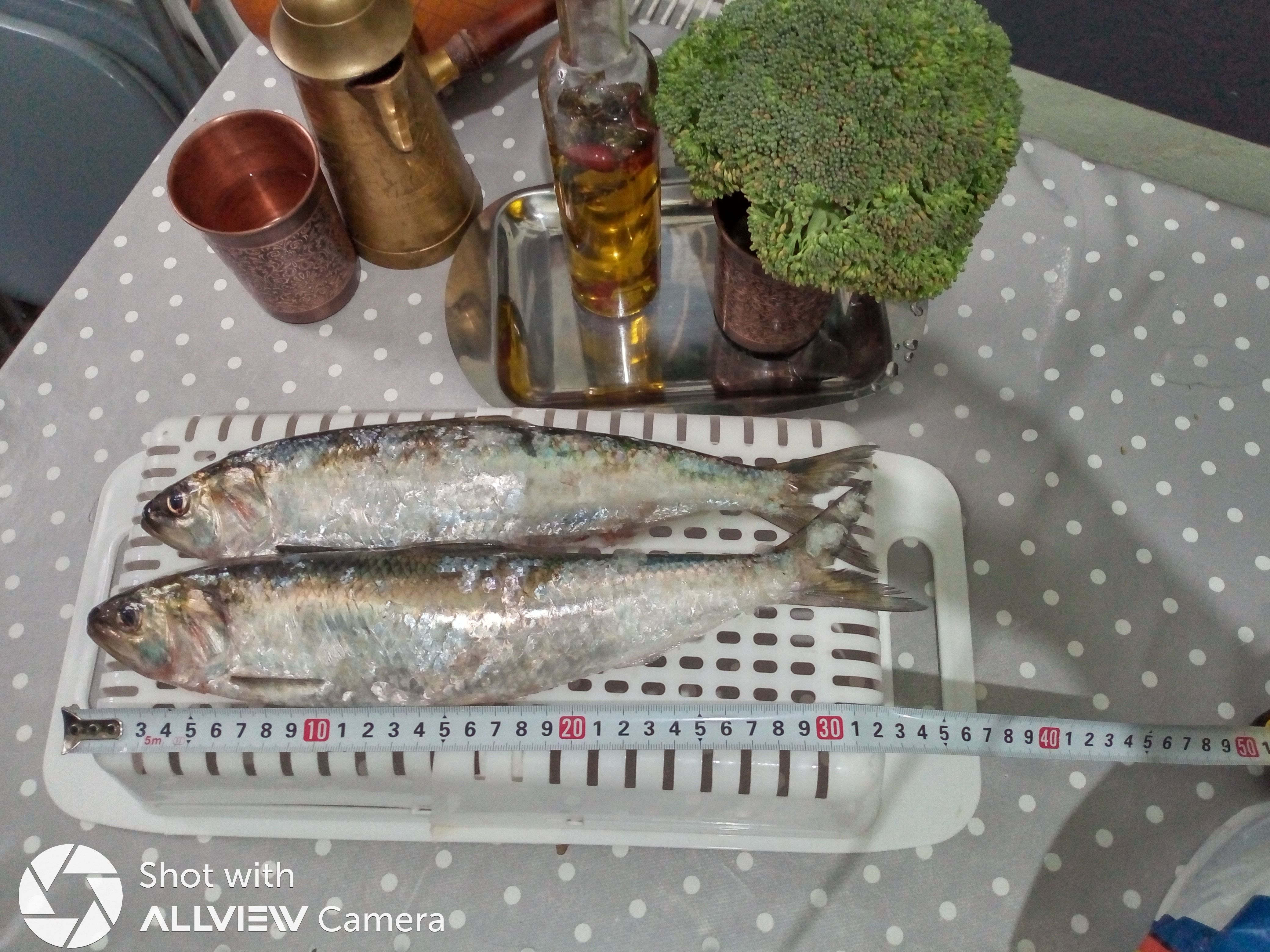 Vand scrumbie proaspata superioara captura Dunare - Altele - Vanzari ...