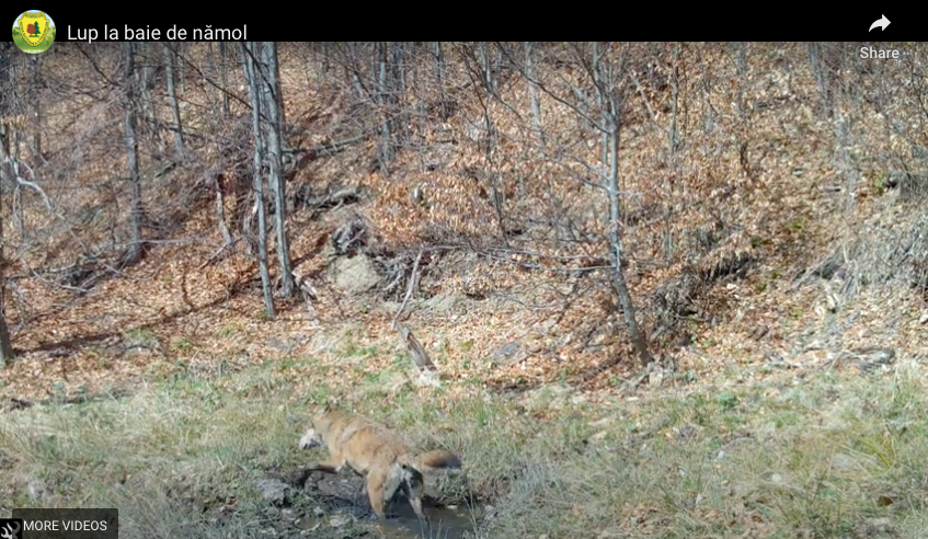 VIDEO | Lup singuratic surprins într-o pădure din Parcul Natural Putna ...