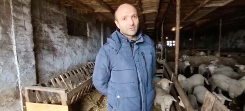 VIDEO | „Prețul berbecuților scade pe fondul știrilor despre febra ...