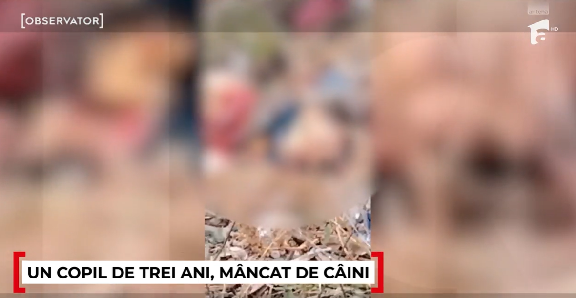 VIDEO | Tragedie la Mărășești: un copil de 3 ani ucis de o haită de câini. Poliția confirmă ...